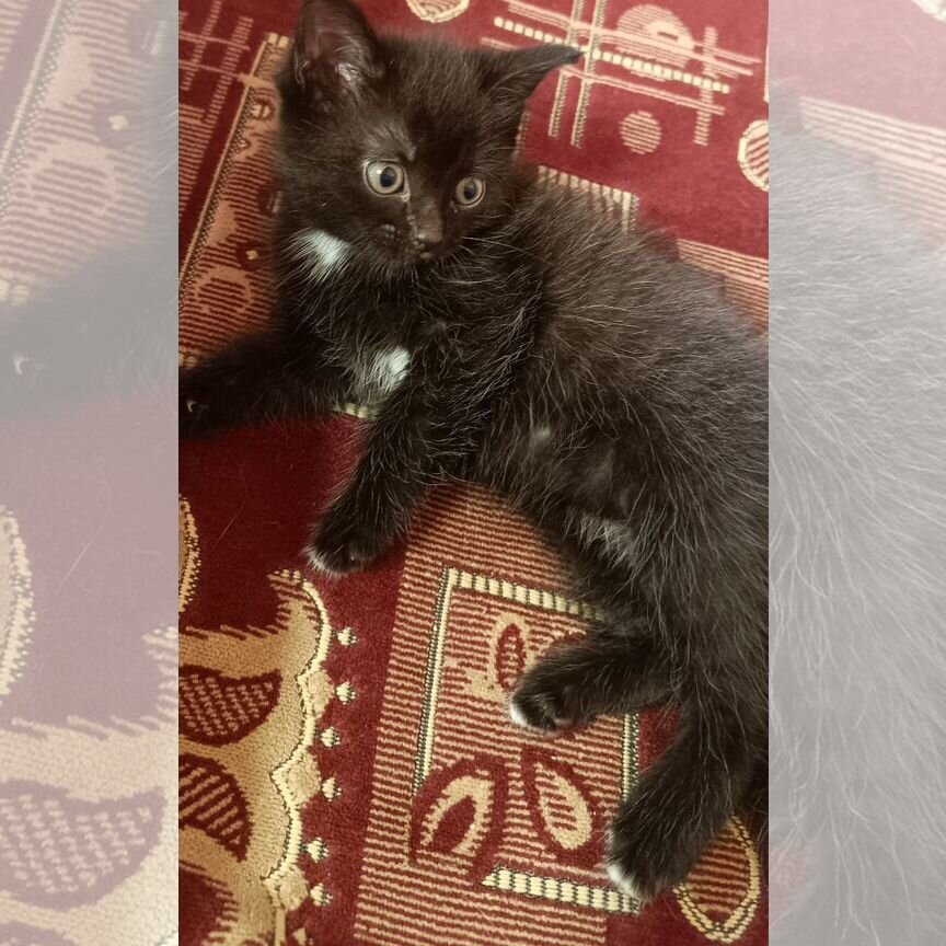 Котёнок в добрые руки
