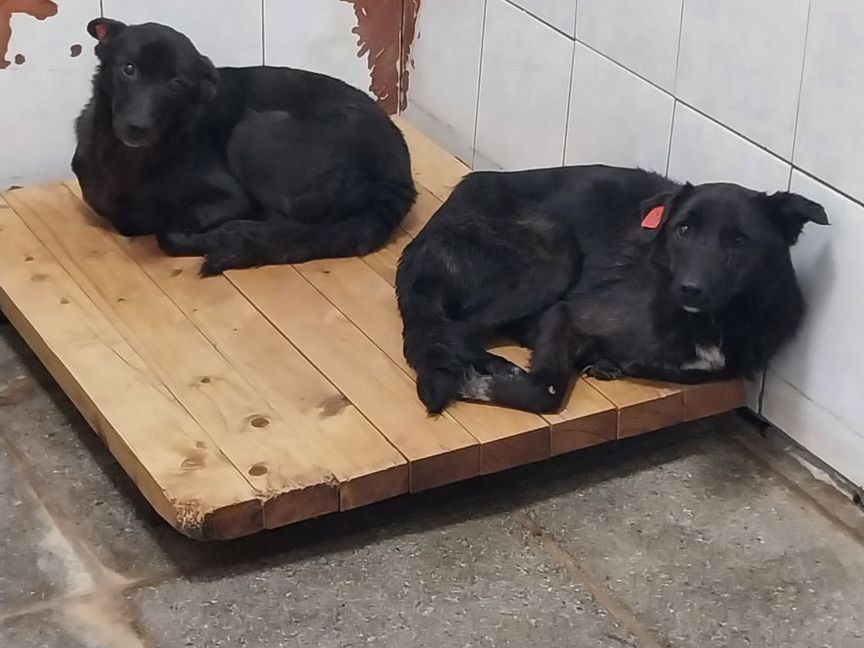 Собаки, спасённые от живодёра