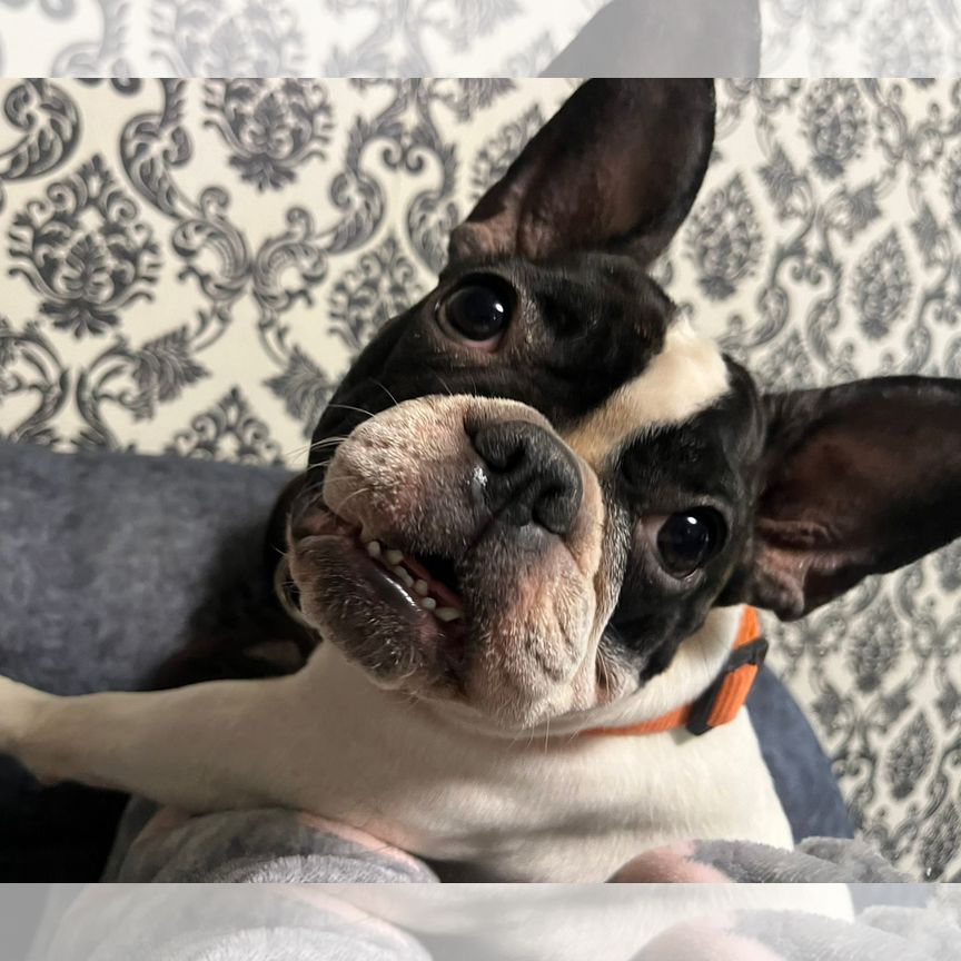 Французский бульдог, взрослая собака