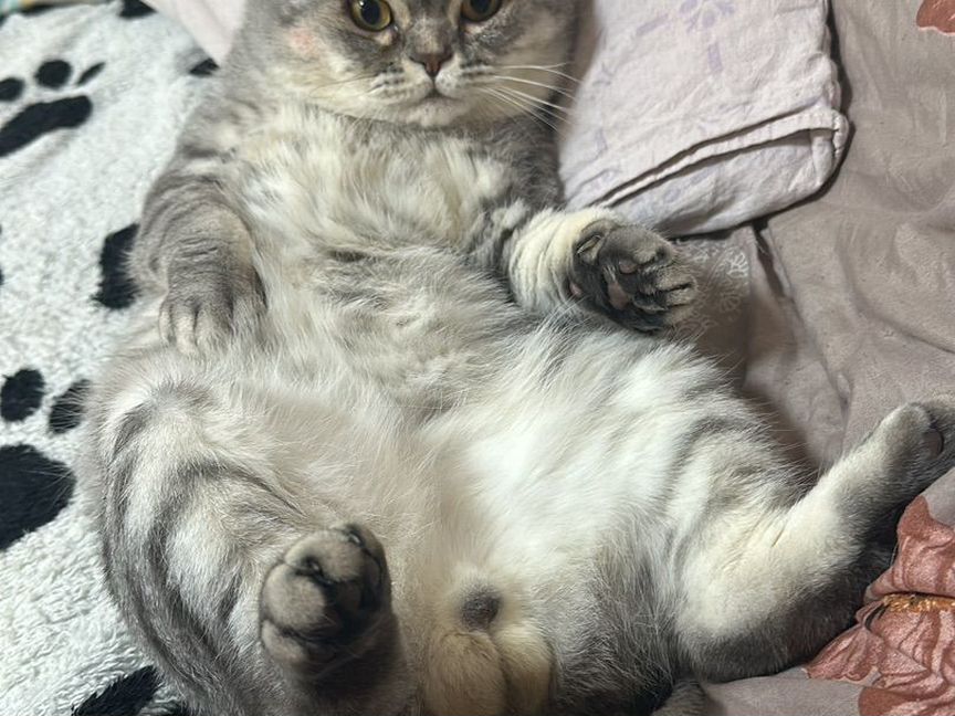 Шотландский кот вязка