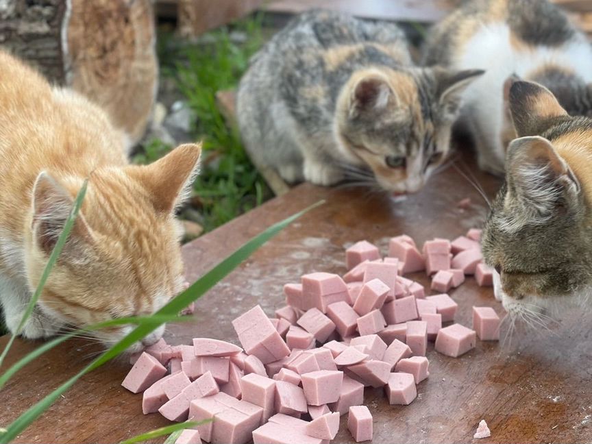 Котята в опасности на улице