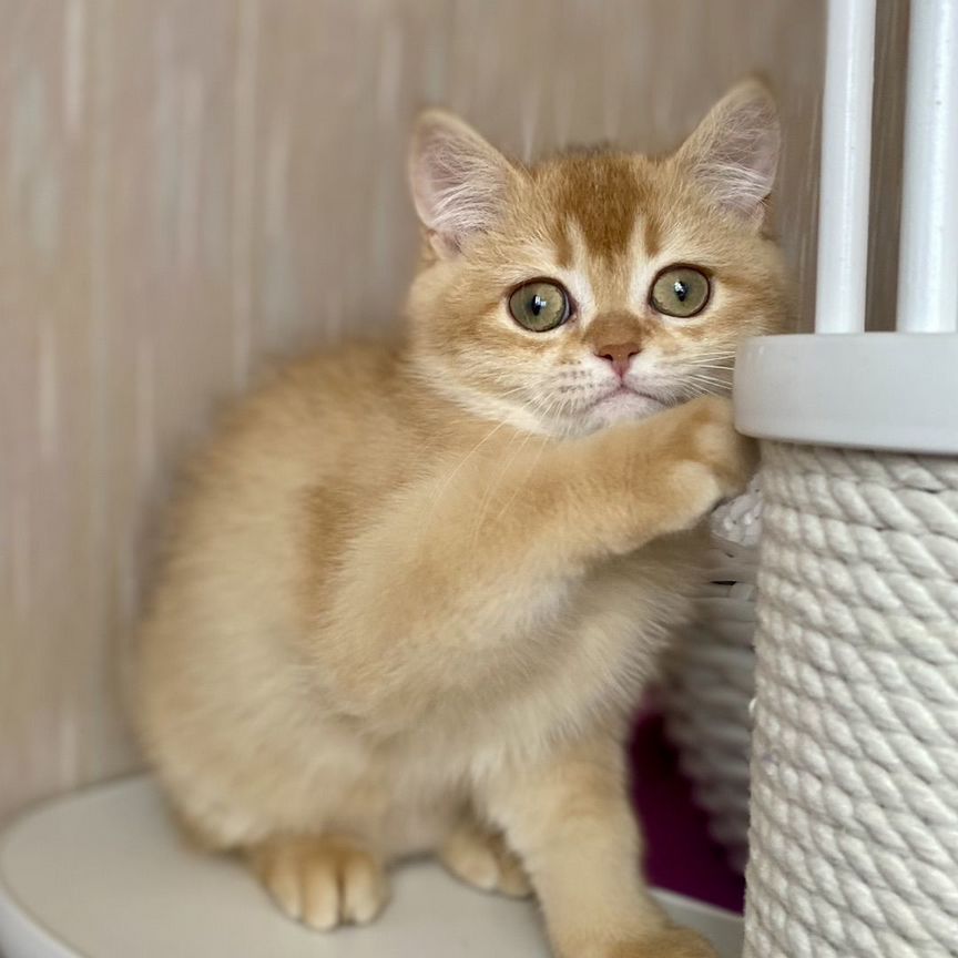 Шотландский кот Квест