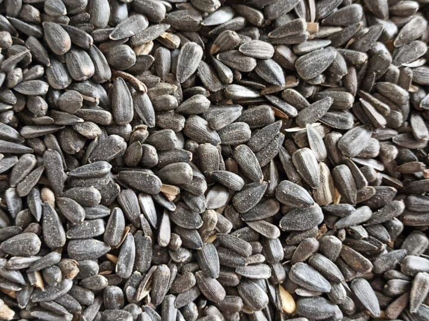 Семечка кормовая