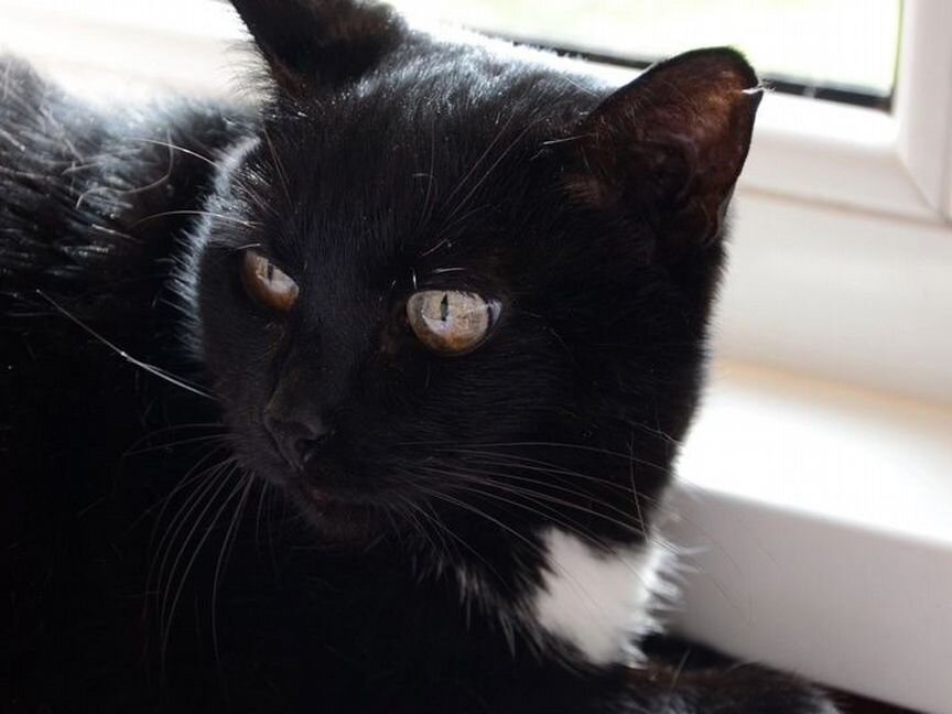 Нежная спокойная трогательная Мышка 2 года ищет до