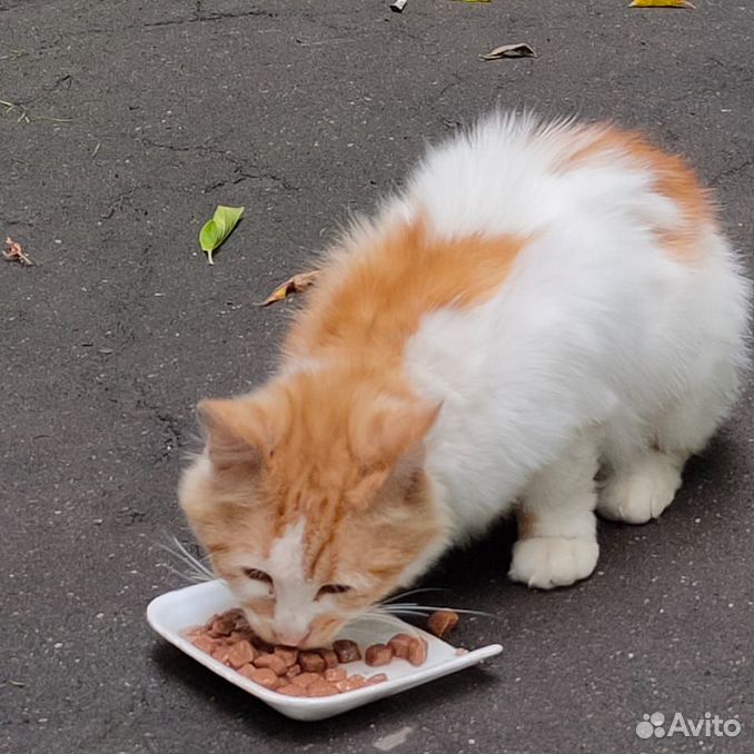 Выкинули котика подростка, передержка или дом