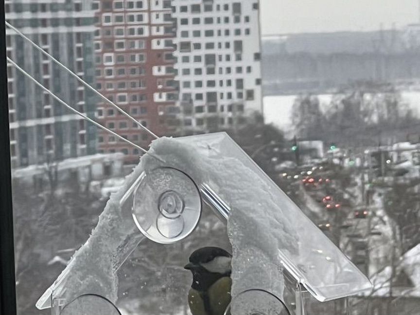 Кормушка для птиц прозрачная