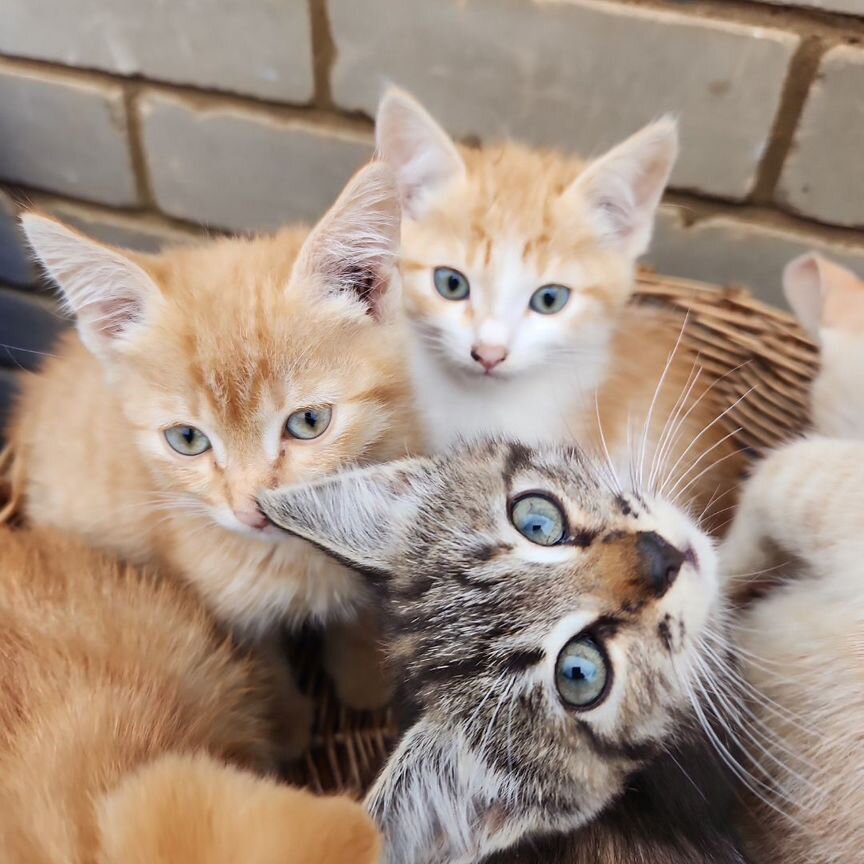 Котята в добрые руки бесплатно