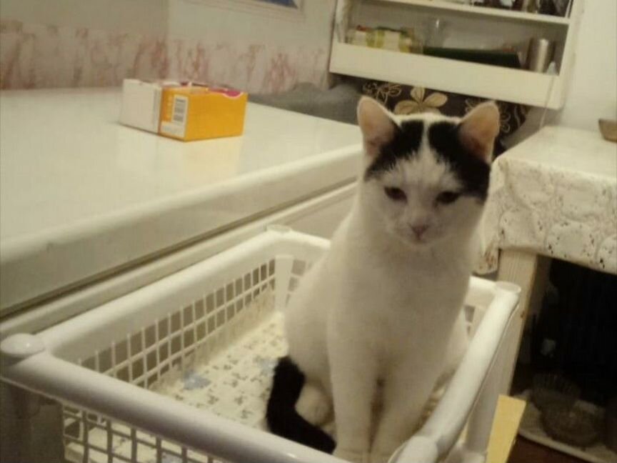 Котенок подросток