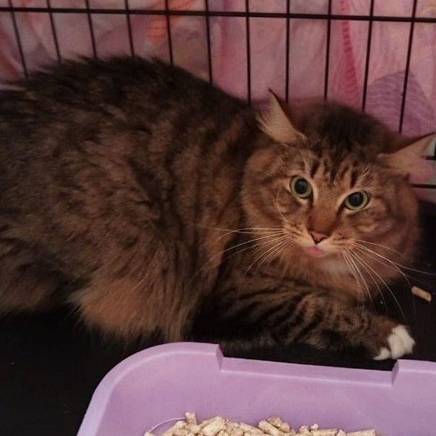 Сибирская кошка, взрослая