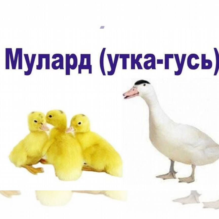 Инкубационное яйцо муларда