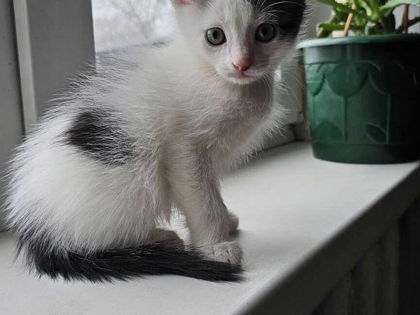 Кошка в дар бесплатно