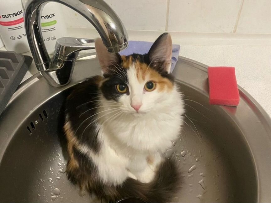 Отдам котенка, 4,5 месяца, девочка