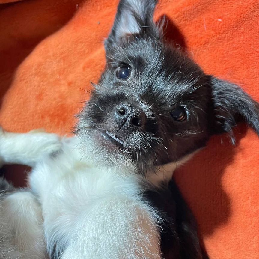 Щенок в добрые руки