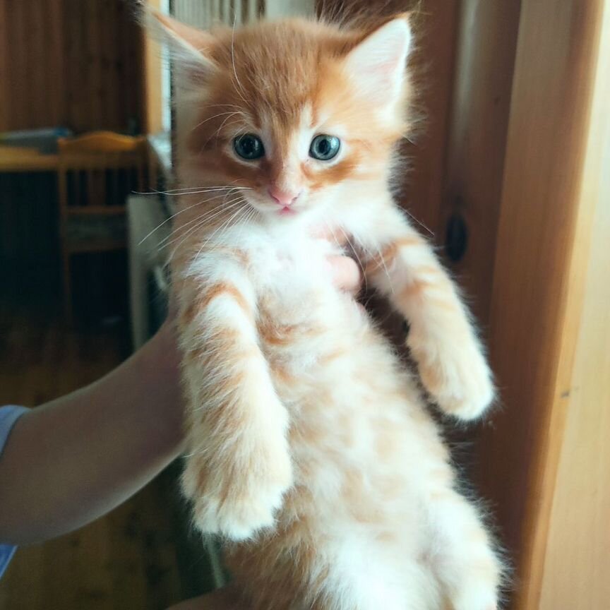 Котята полукровки в добрые руки