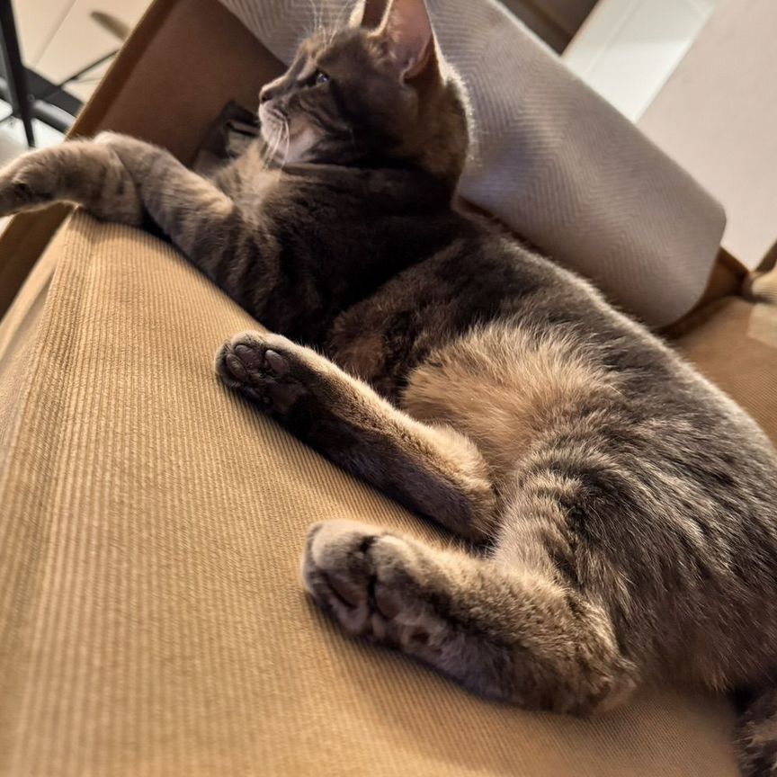 Взрослый кот в добрые руки