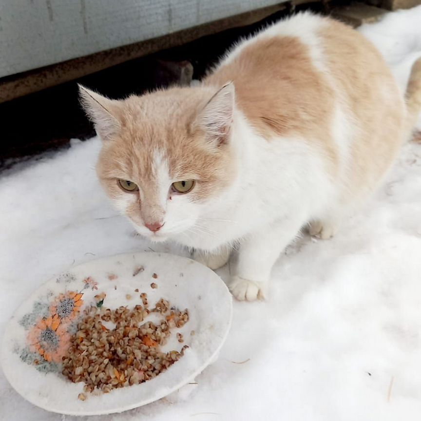 Кот в ожидании дома