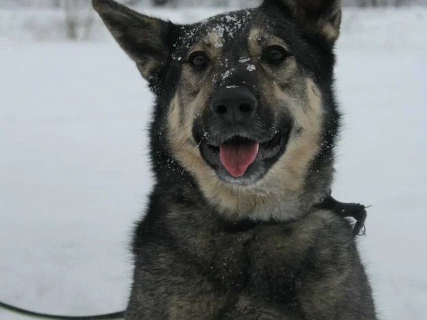 Ариэль ищет дом