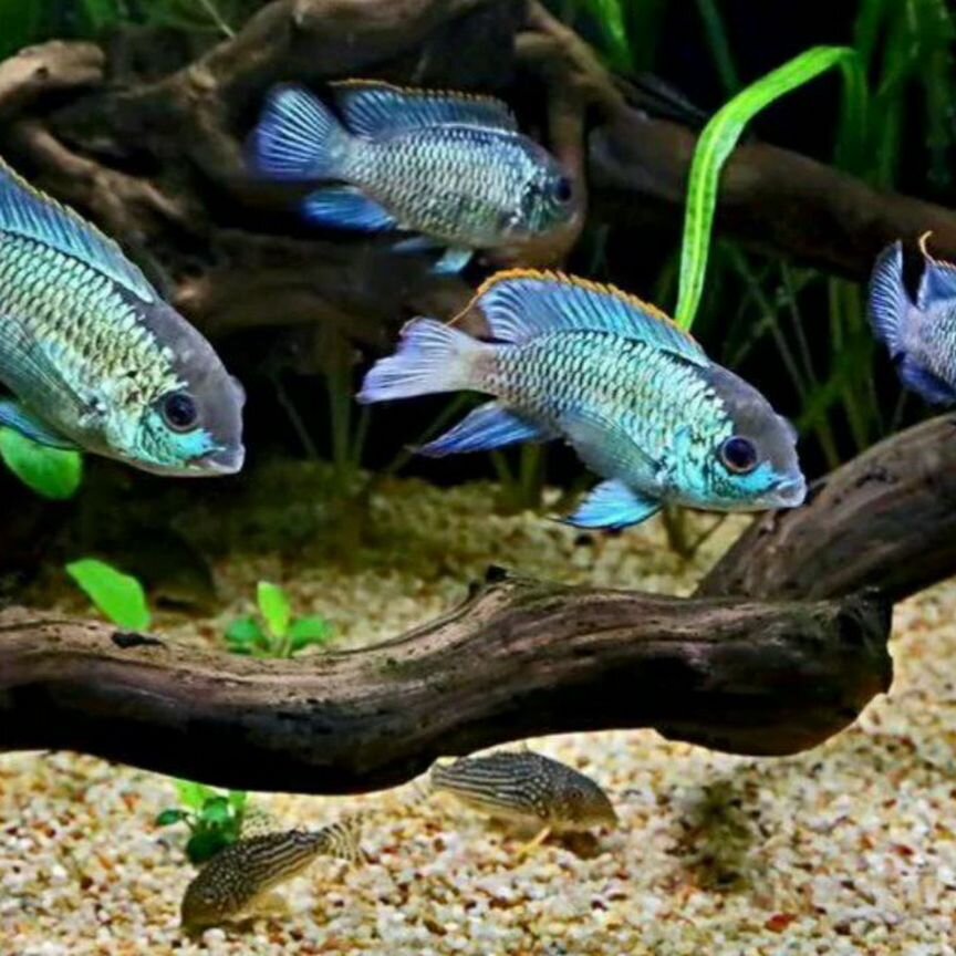 Нанокара блю неон