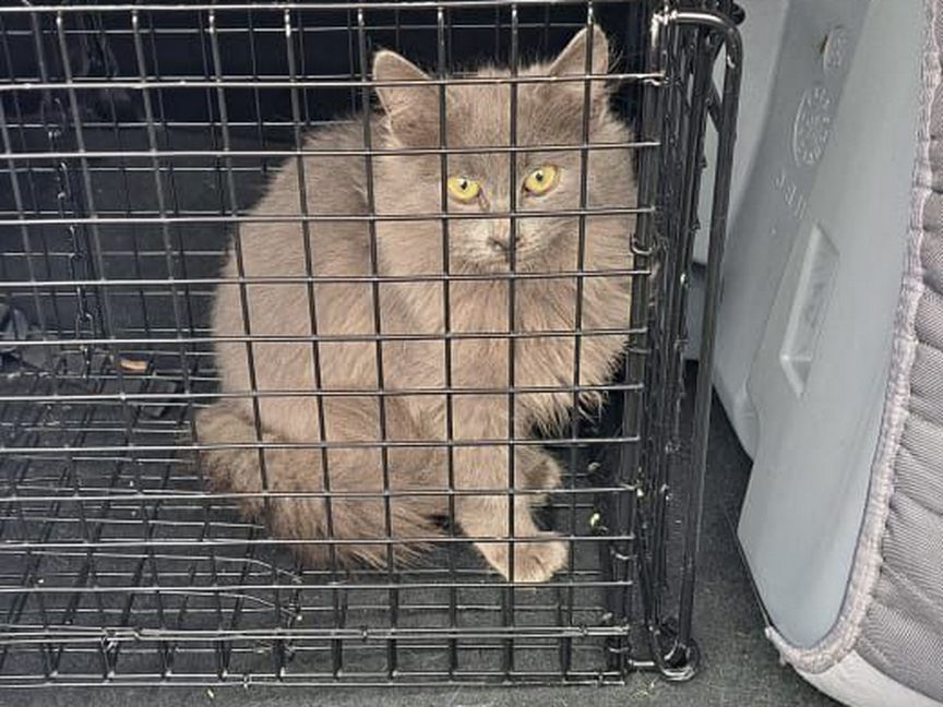 Котёнок в добрые ответственные руки