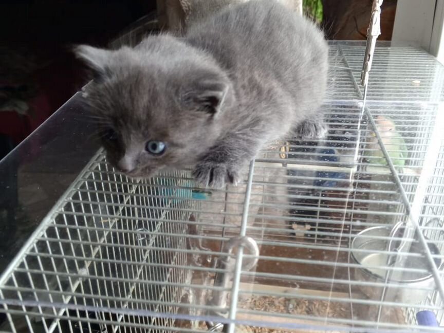 Кошка