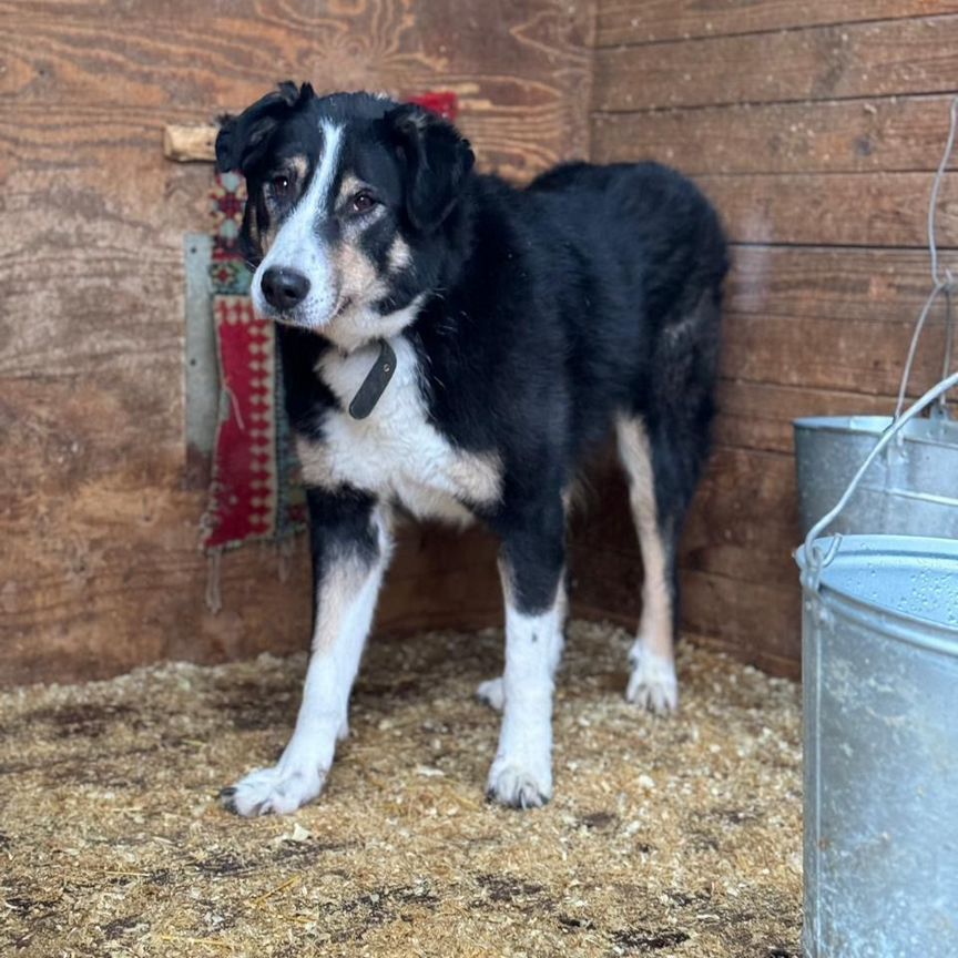 Красавица Пальма