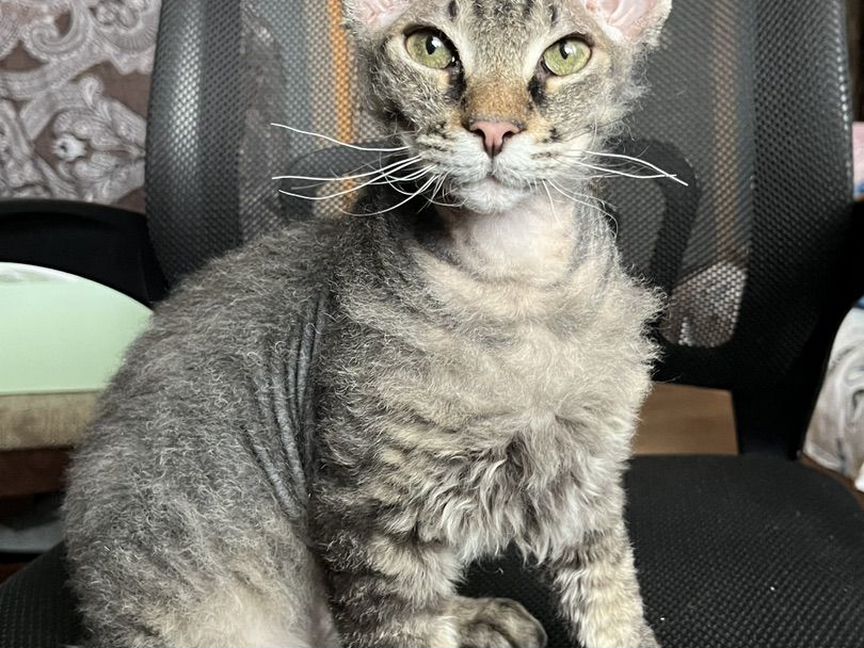 Донской сфинкс 6 месяцев