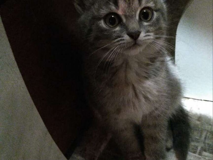 Котенок в добрые руки