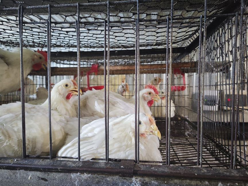 Цыплята бройлеры