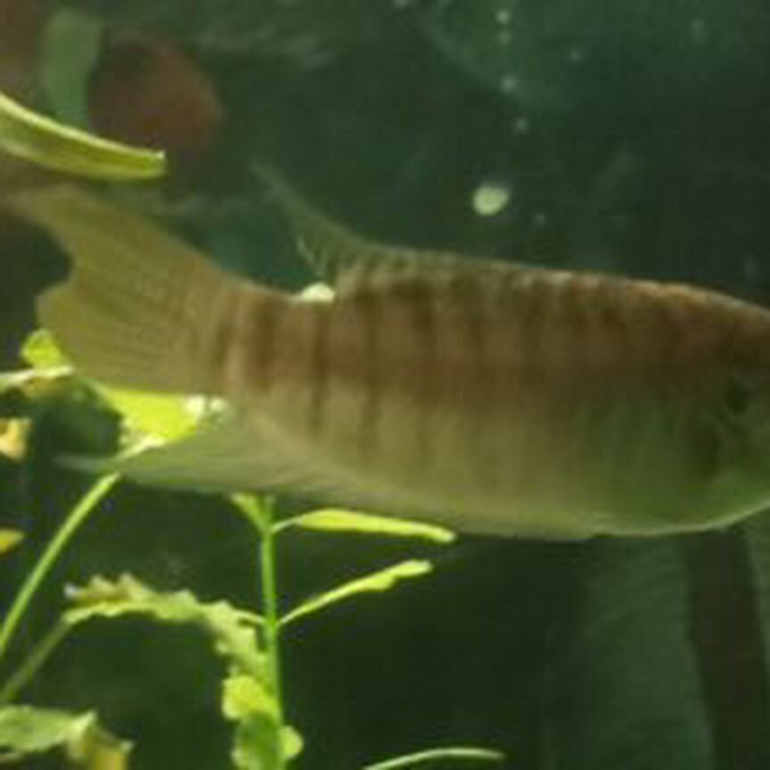 Рыба аквариумная подряд Гурамми