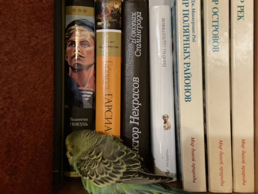 Волнистый попугай