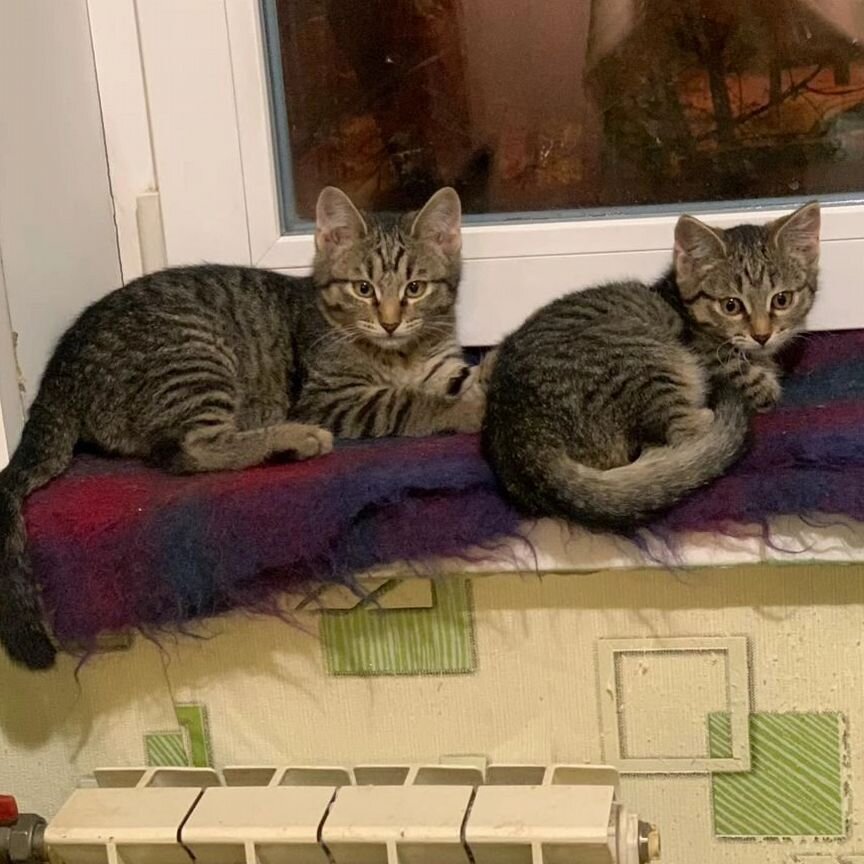 Отдам котят