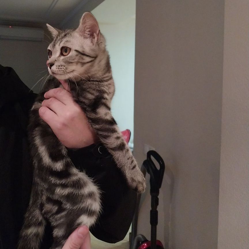 Британский котёнок