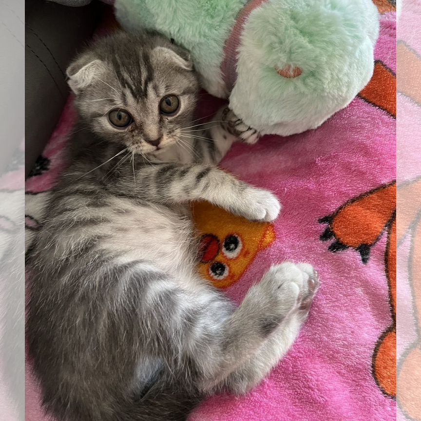 Шотландская вислоухая кошка