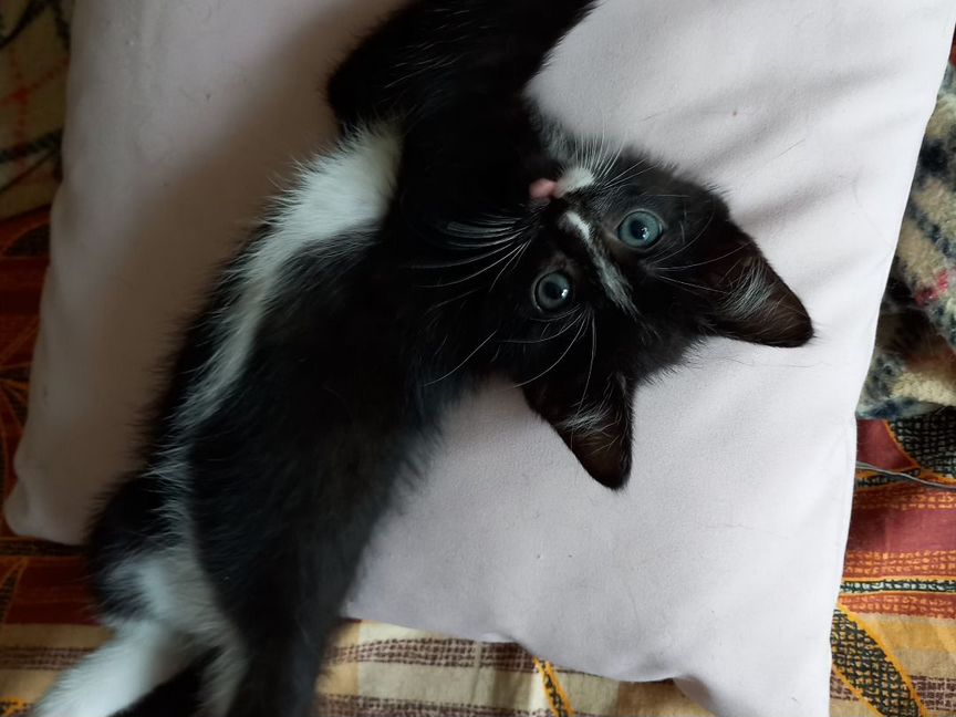 Котёнок Манечка в добрые руки
