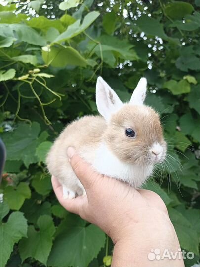 Декоративные кролики мальчики