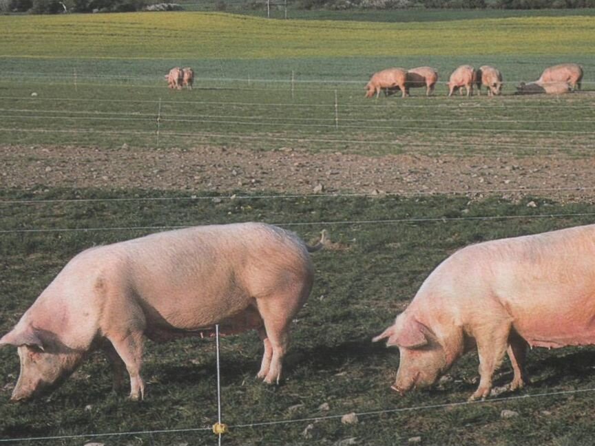 Электропастух для лошадей, свиней, крс