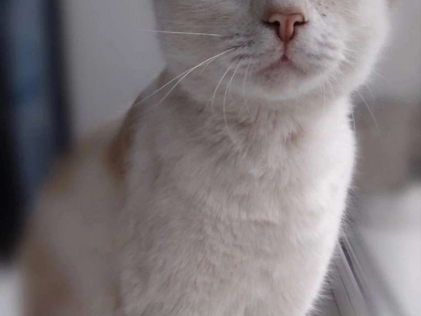Котик голубоглазый Шарль ищет дом