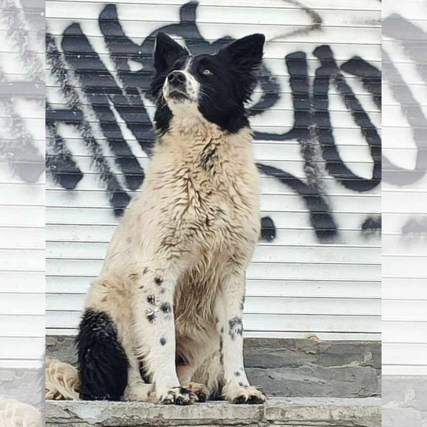 Взрослый пёс в добрые руки