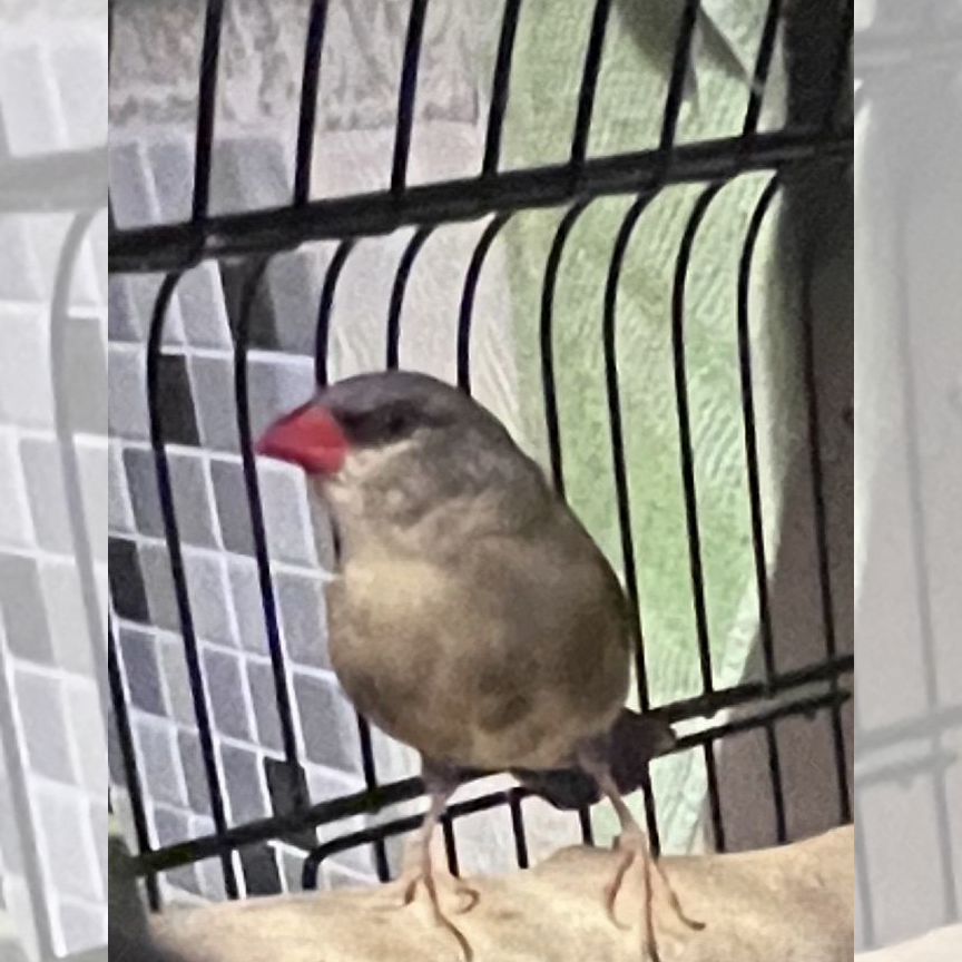 Астрильды тигровые