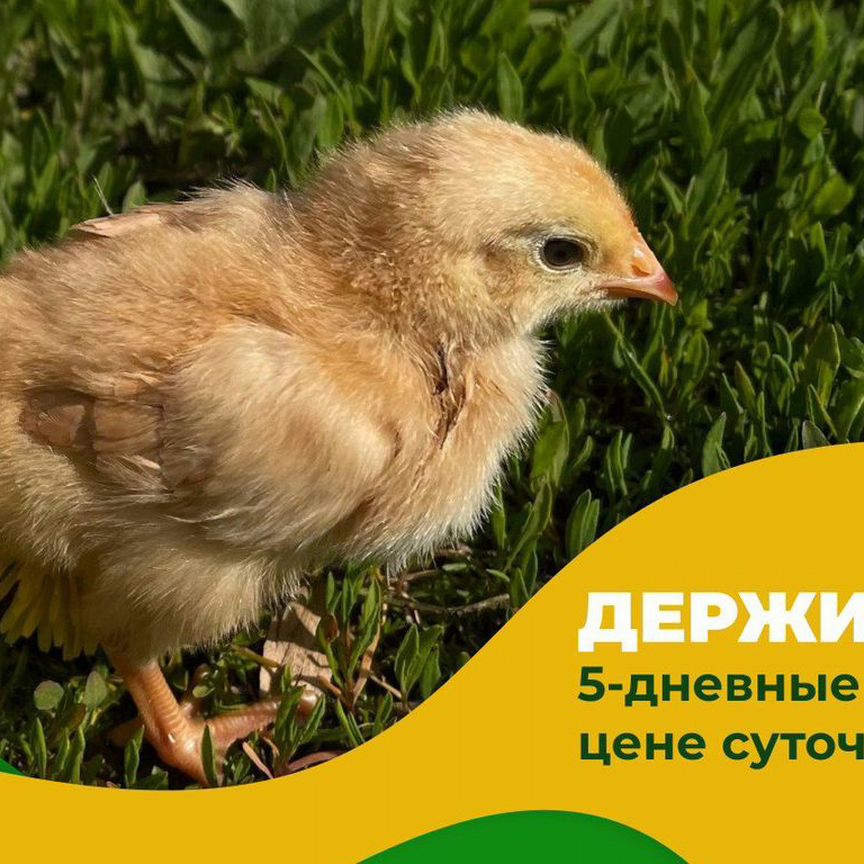 Цыплята Редбро вывод 30 марта