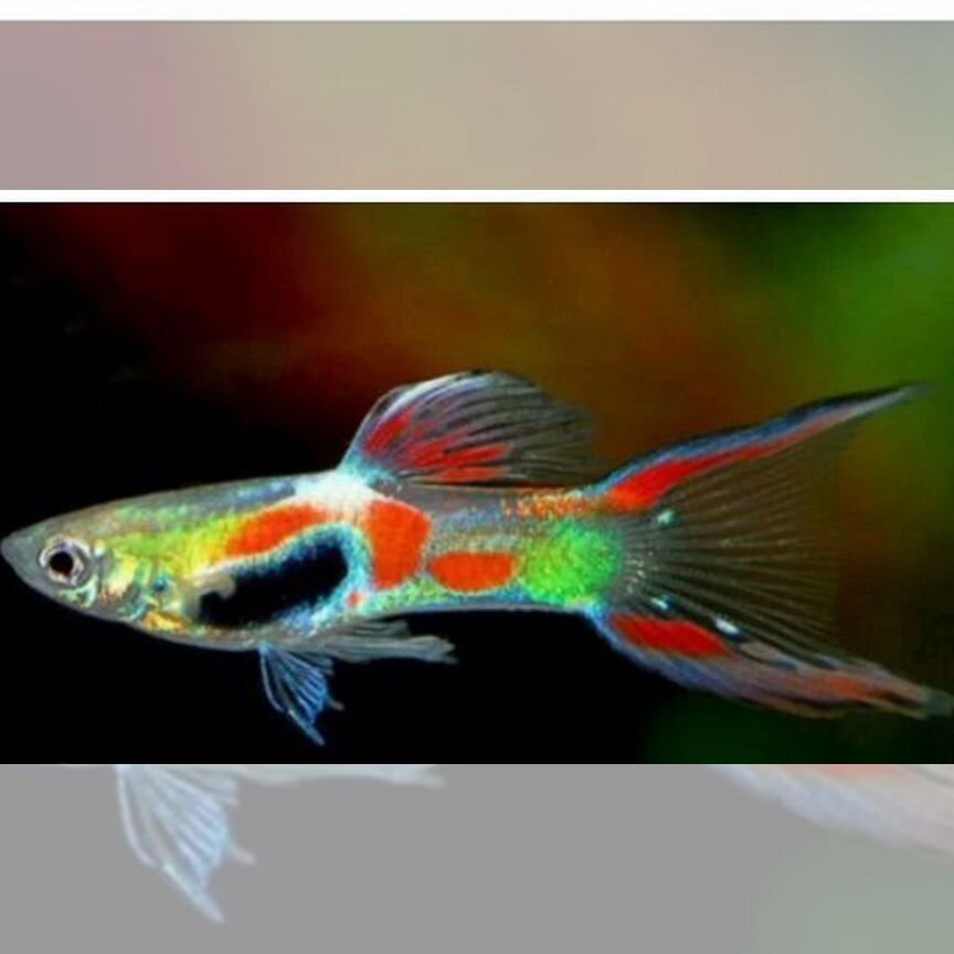 Гуппи эндлера
