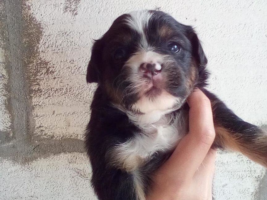 Щенки мелитио кинидио