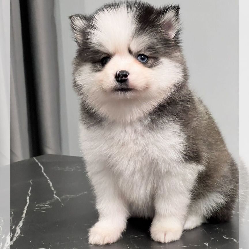 Помски, щенок