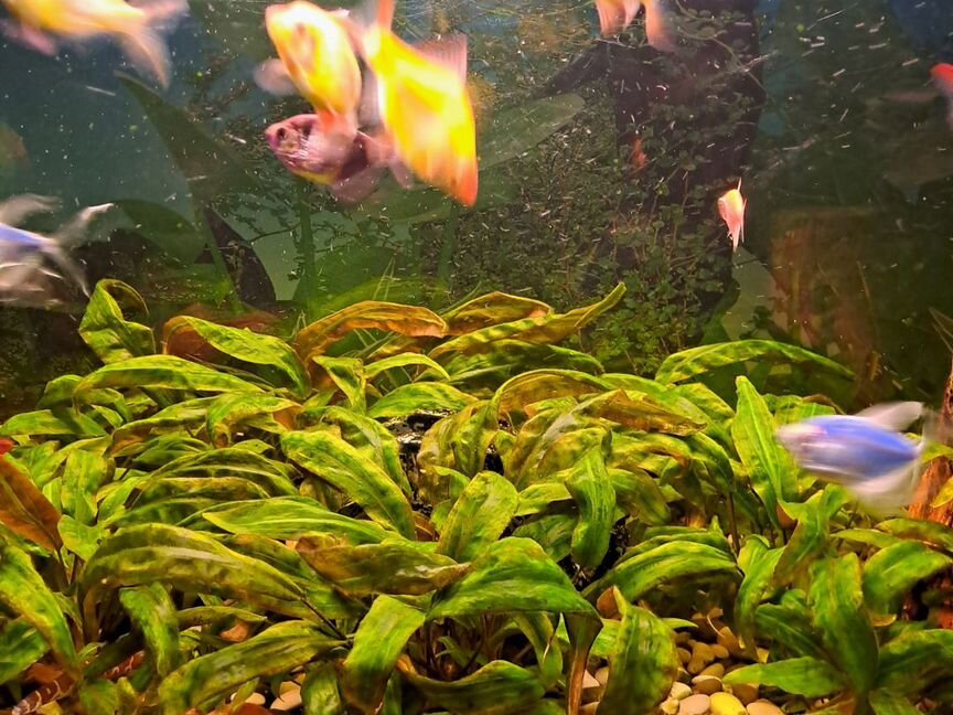 Криптокарина родственная