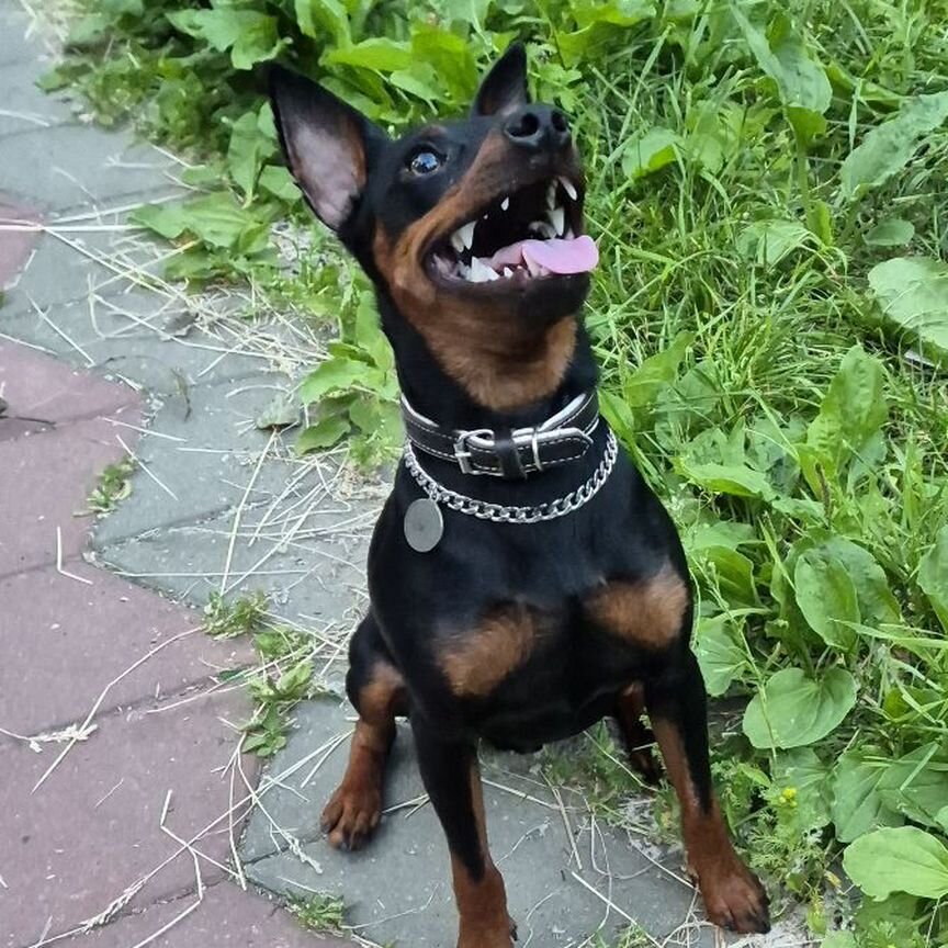 Вязка цвергпинчер