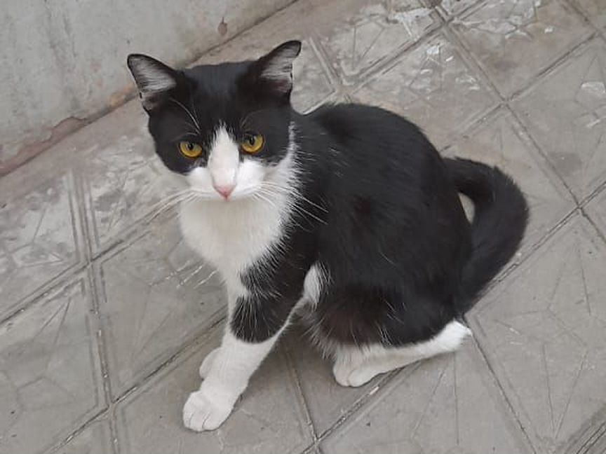 Котика выкинули домашнего возле магазина