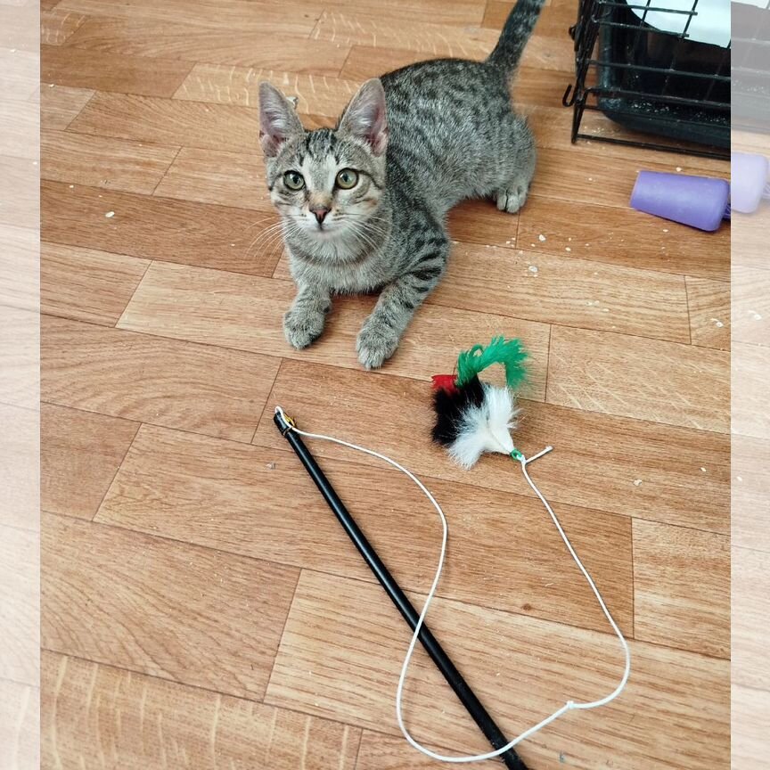 Котенок в добрые руки
