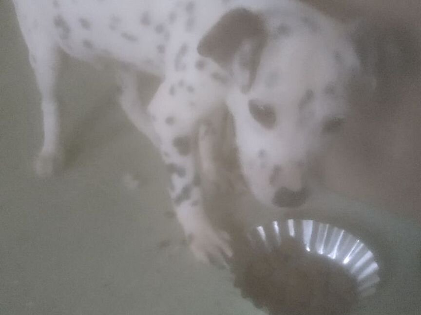 Далматин щенок