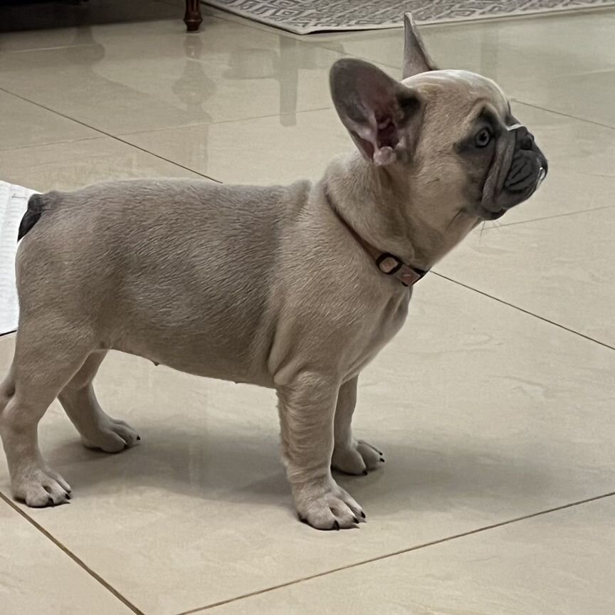 Французский бульдог