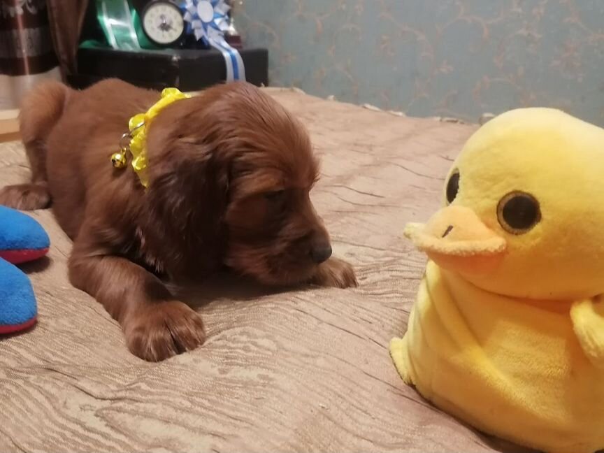 Щенки ирландский сеттер